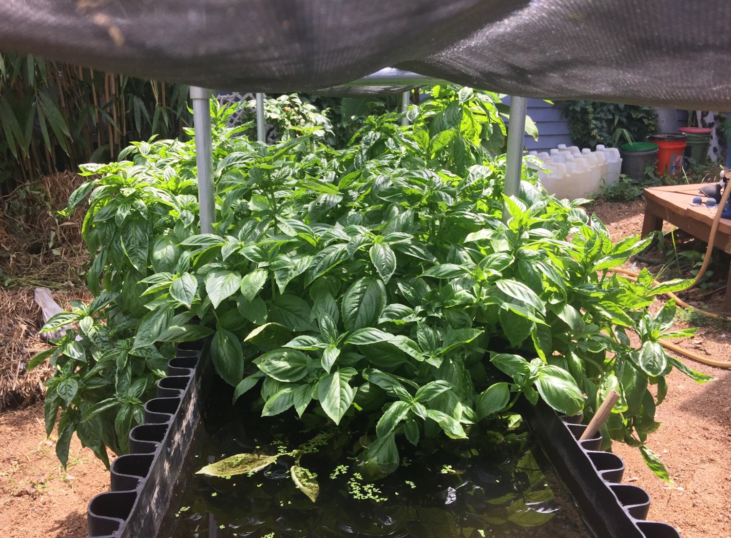 The Biogarden - Organic hydroponics growing system - Bioponica ...