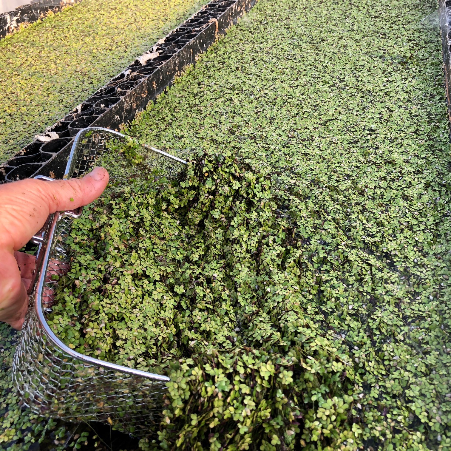 Benefits and Systems for Growing Duckweed as a Animal Feed and Biofuel