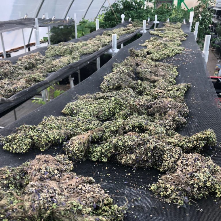 Benefits and Systems for Growing Duckweed as a Animal Feed and Biofuel